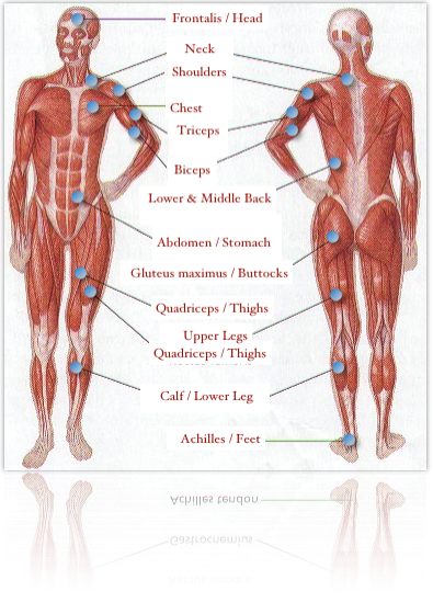 Interactive Human Body A Step Beyond Massage Therapy Interactive Human Body A Step Beyond Massage Therapy